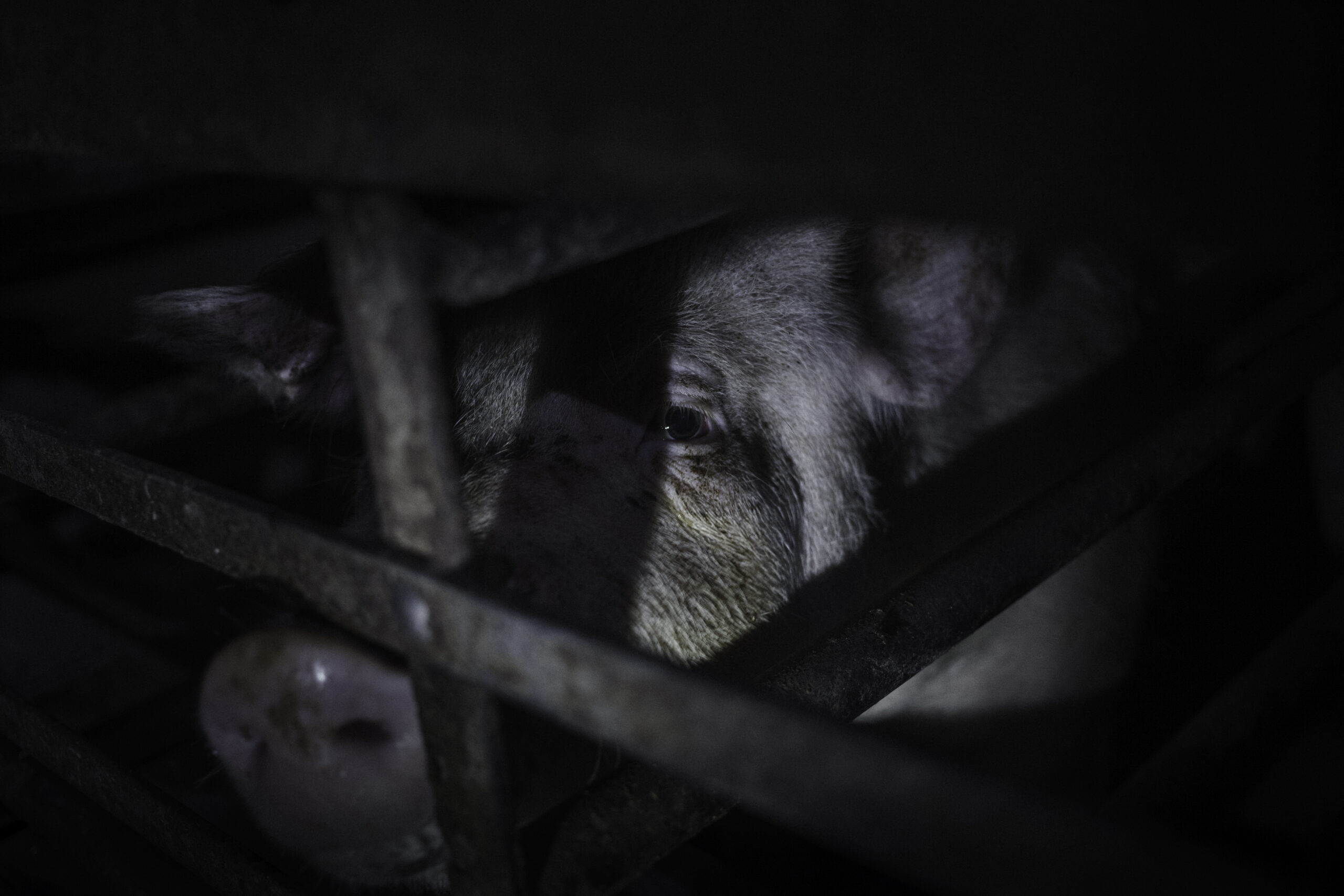 Factory Farming: Unveiling the Hidden Costs - New Leaf